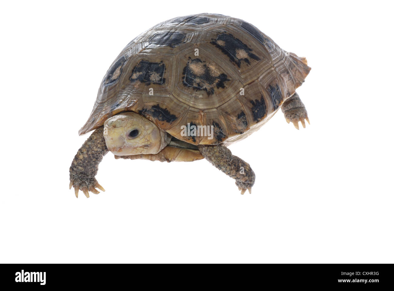 animal turtle tortoise Stock Photo - Alamy