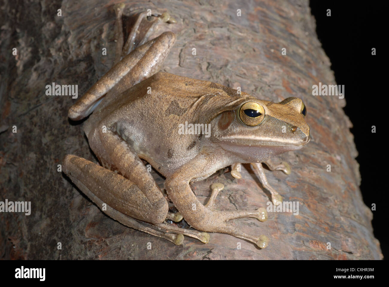 Hanging frog hi-res stock photography and images - Alamy
