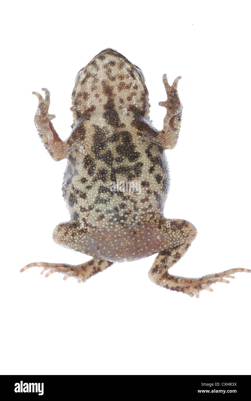 Frog eye natural Cut Out Stock Images & Pictures - Alamy