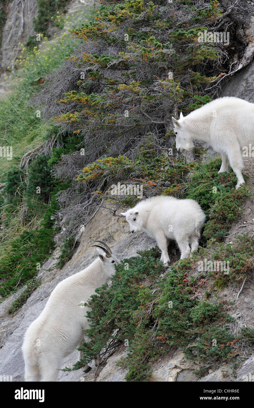 Three mountain goats Stock Photo - Alamy