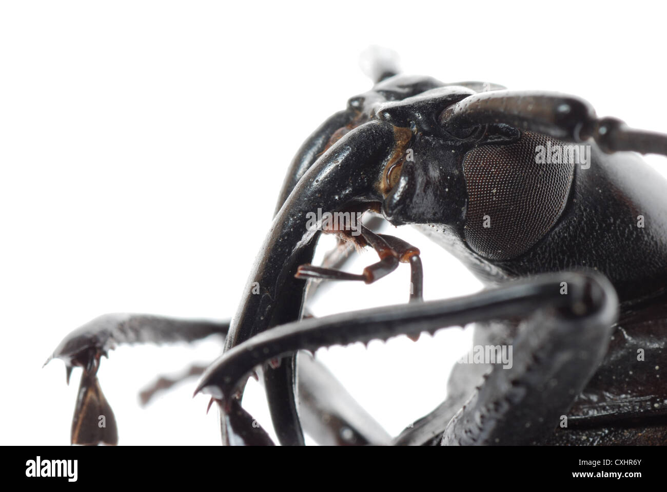 insect longhorn beetle head macro Stock Photo - Alamy