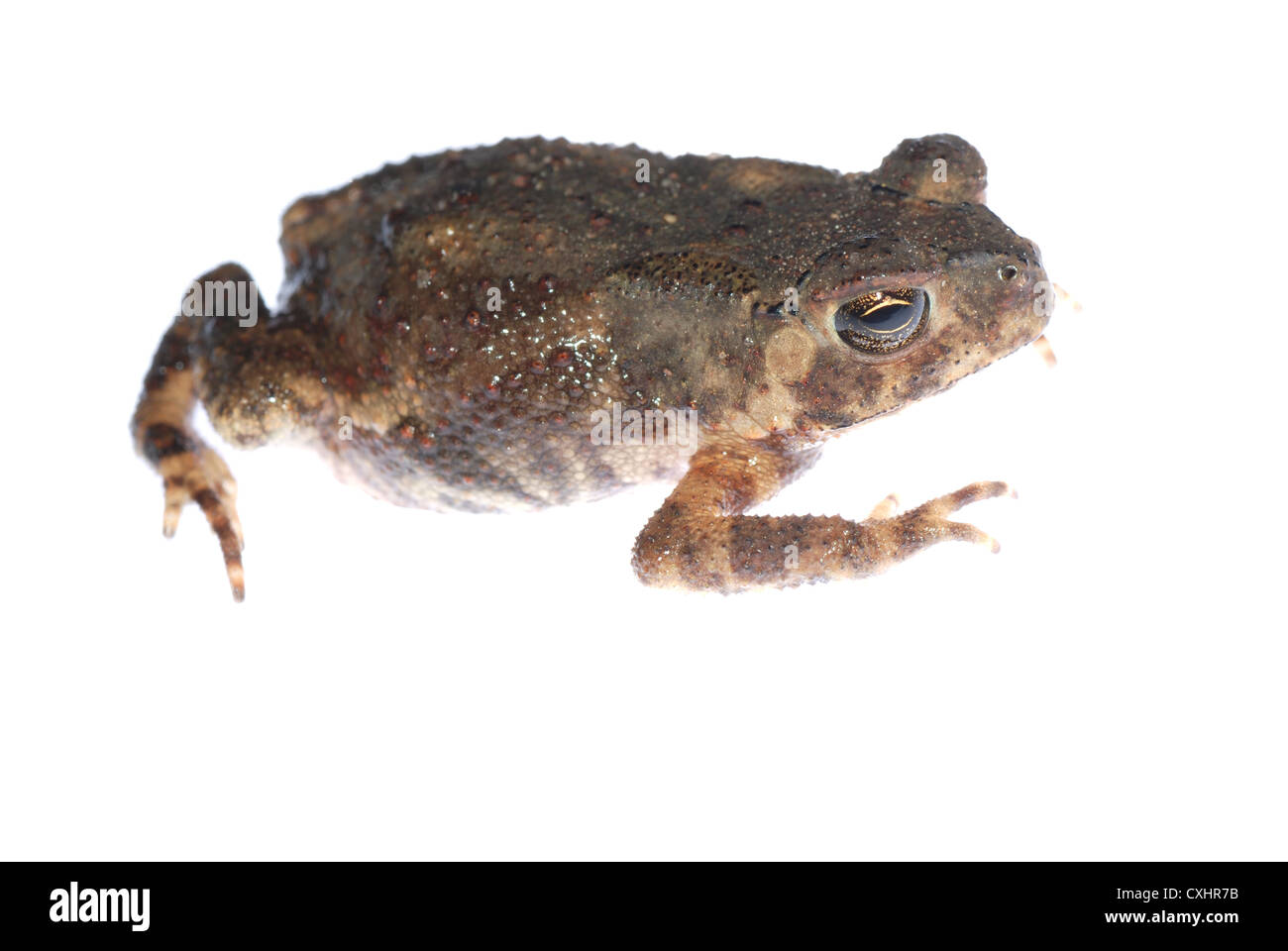 animal toad frog Stock Photo - Alamy