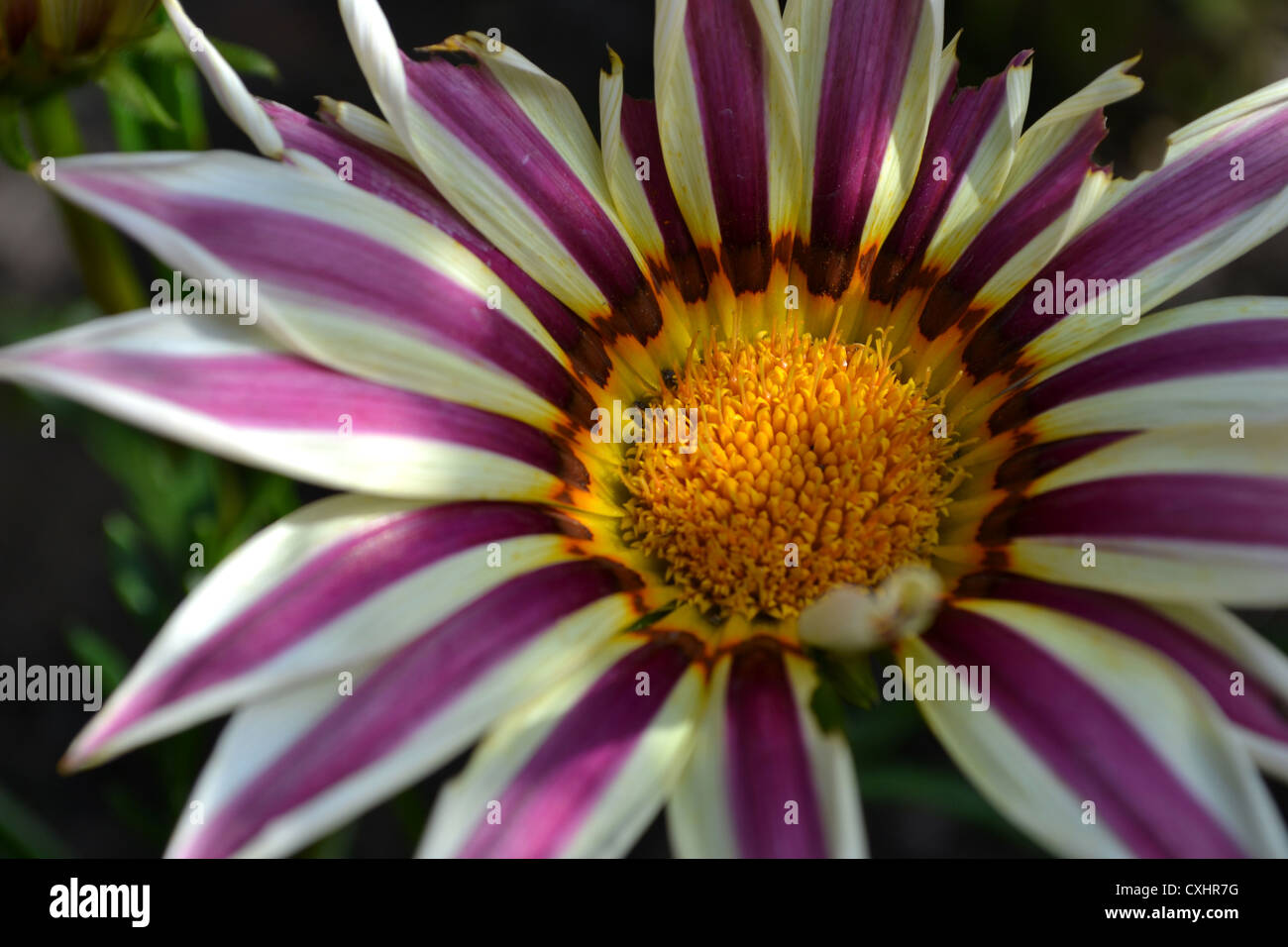 Striped flower hi-res stock photography and images - Alamy
