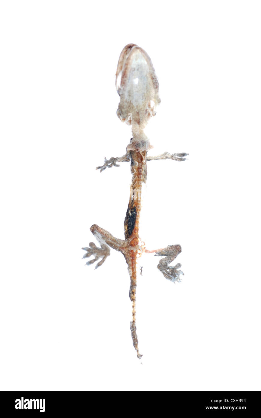 Pet dead Cut Out Stock Images & Pictures - Alamy