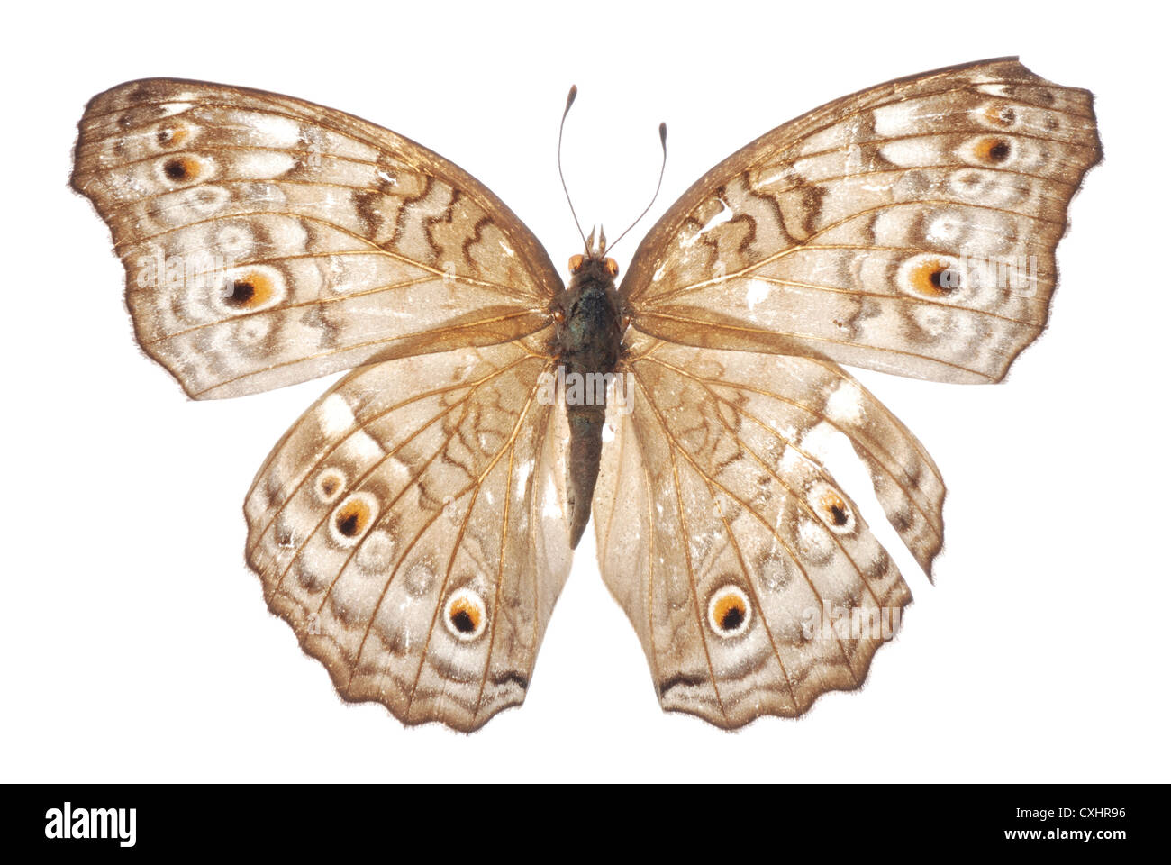 butterfly isolated on white Stock Photo - Alamy
