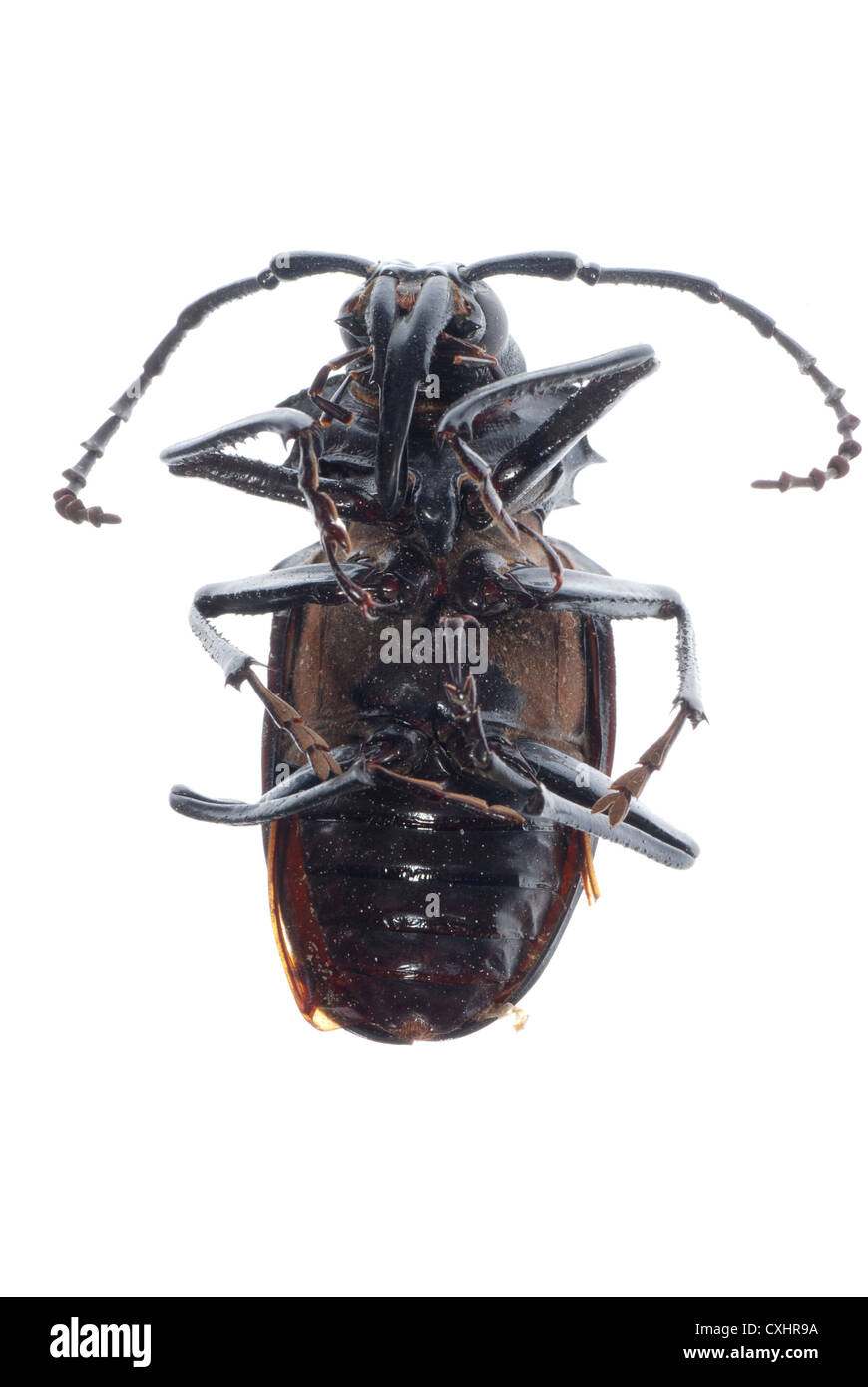 Colorful insect image Cut Out Stock Images & Pictures - Alamy