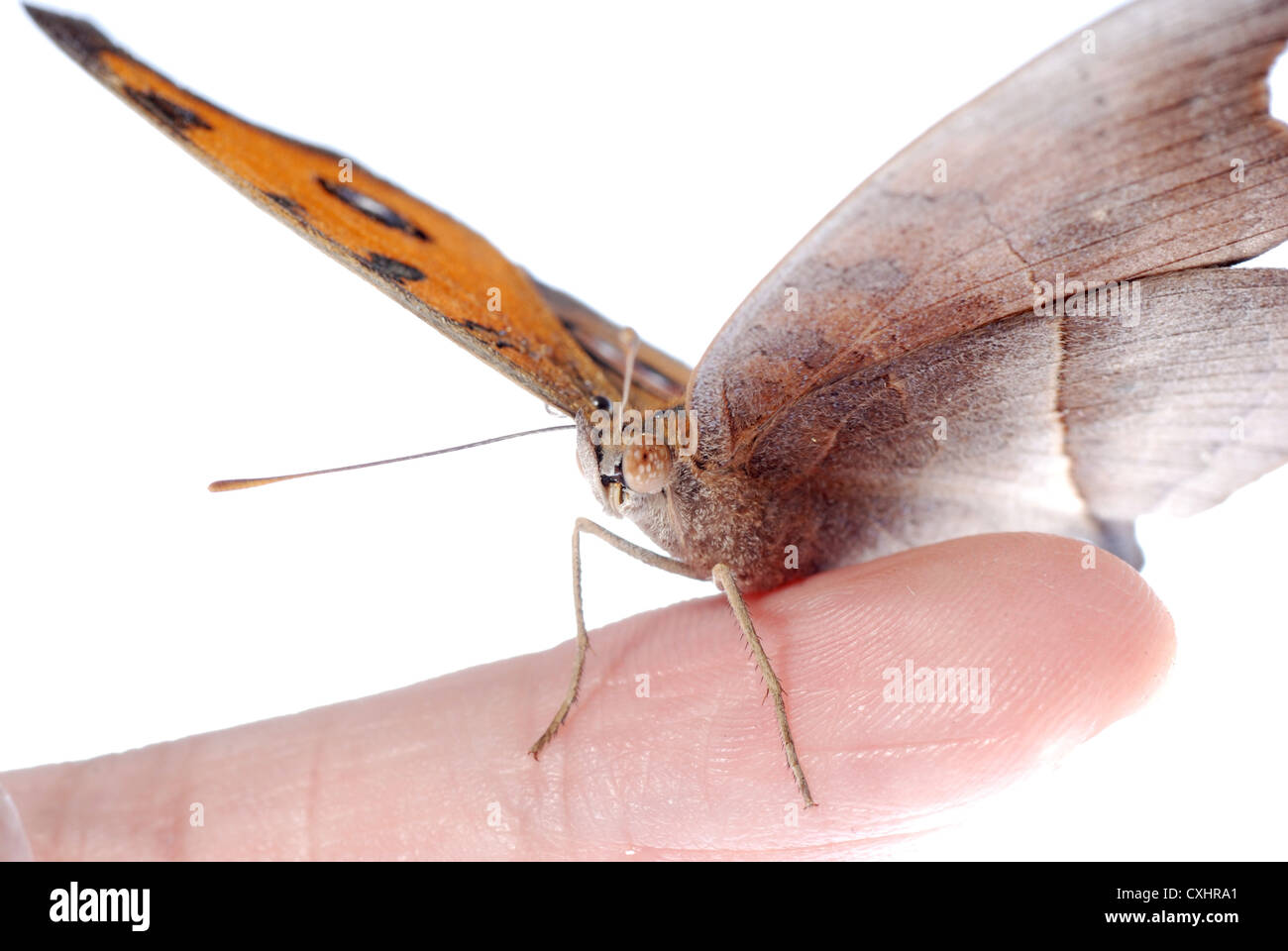 Fingers on wing hi-res stock photography and images - Alamy