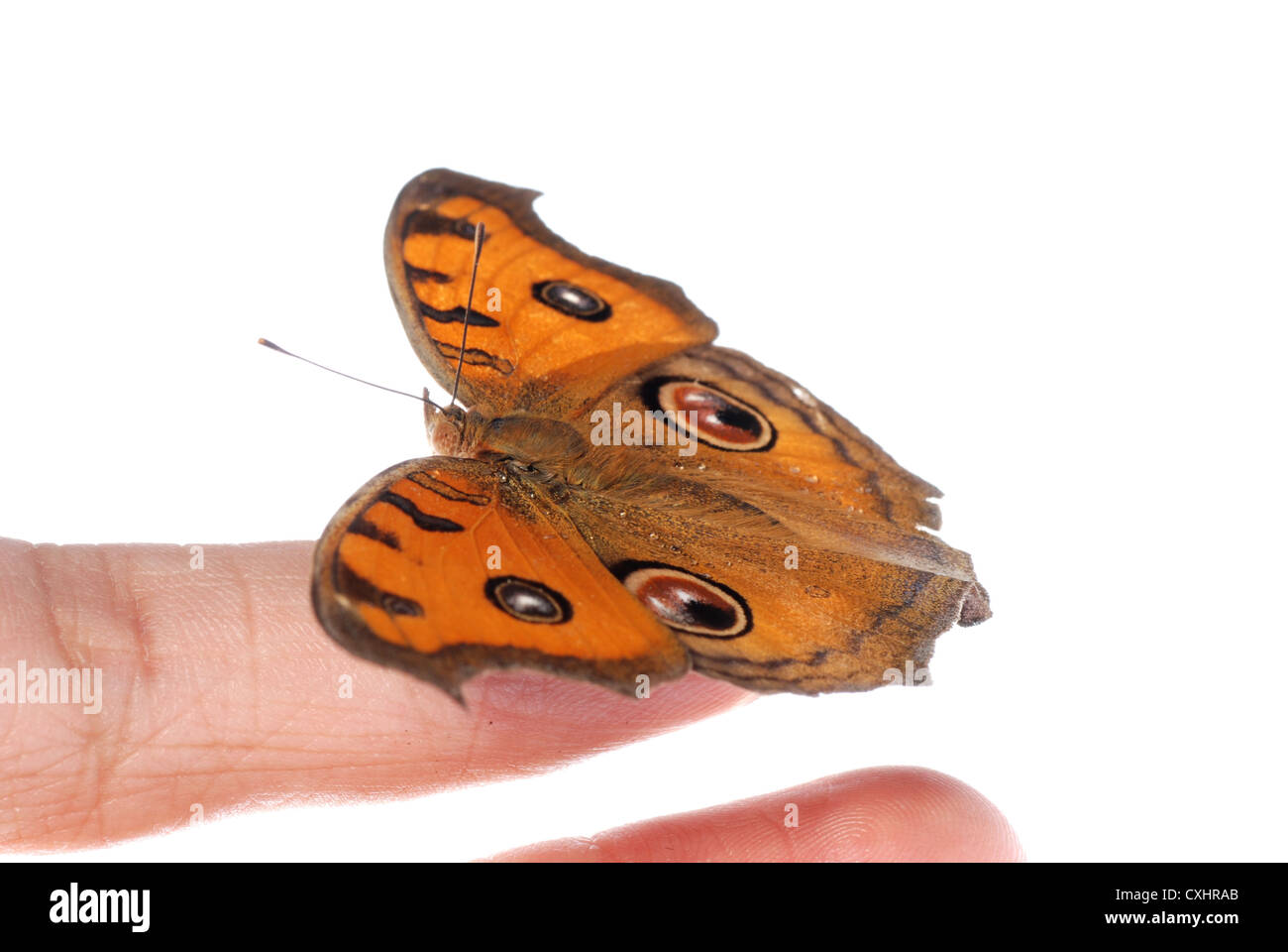 Hand butterfly gentle hi-res stock photography and images - Alamy