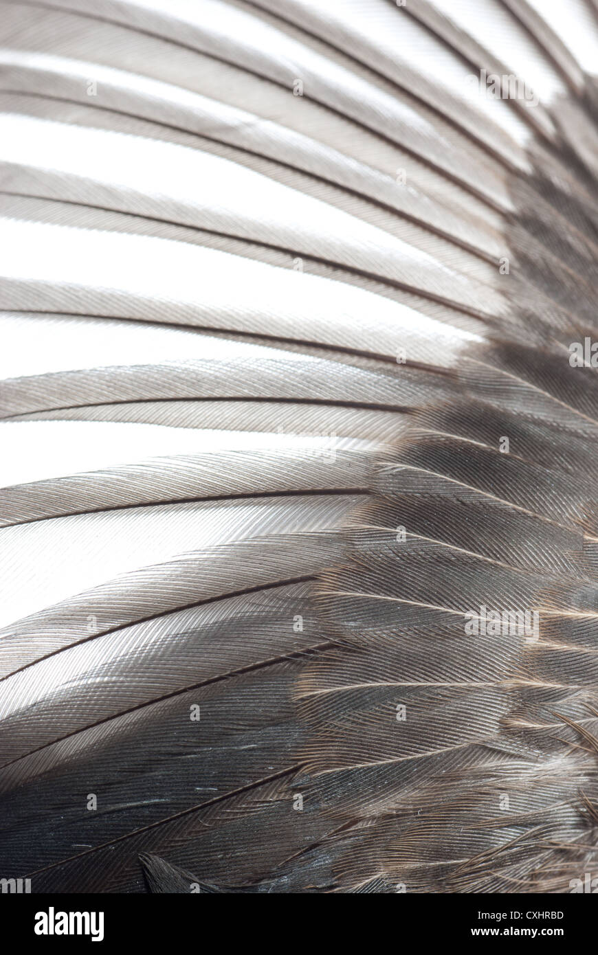 Wing texture hi-res stock photography and images - Alamy