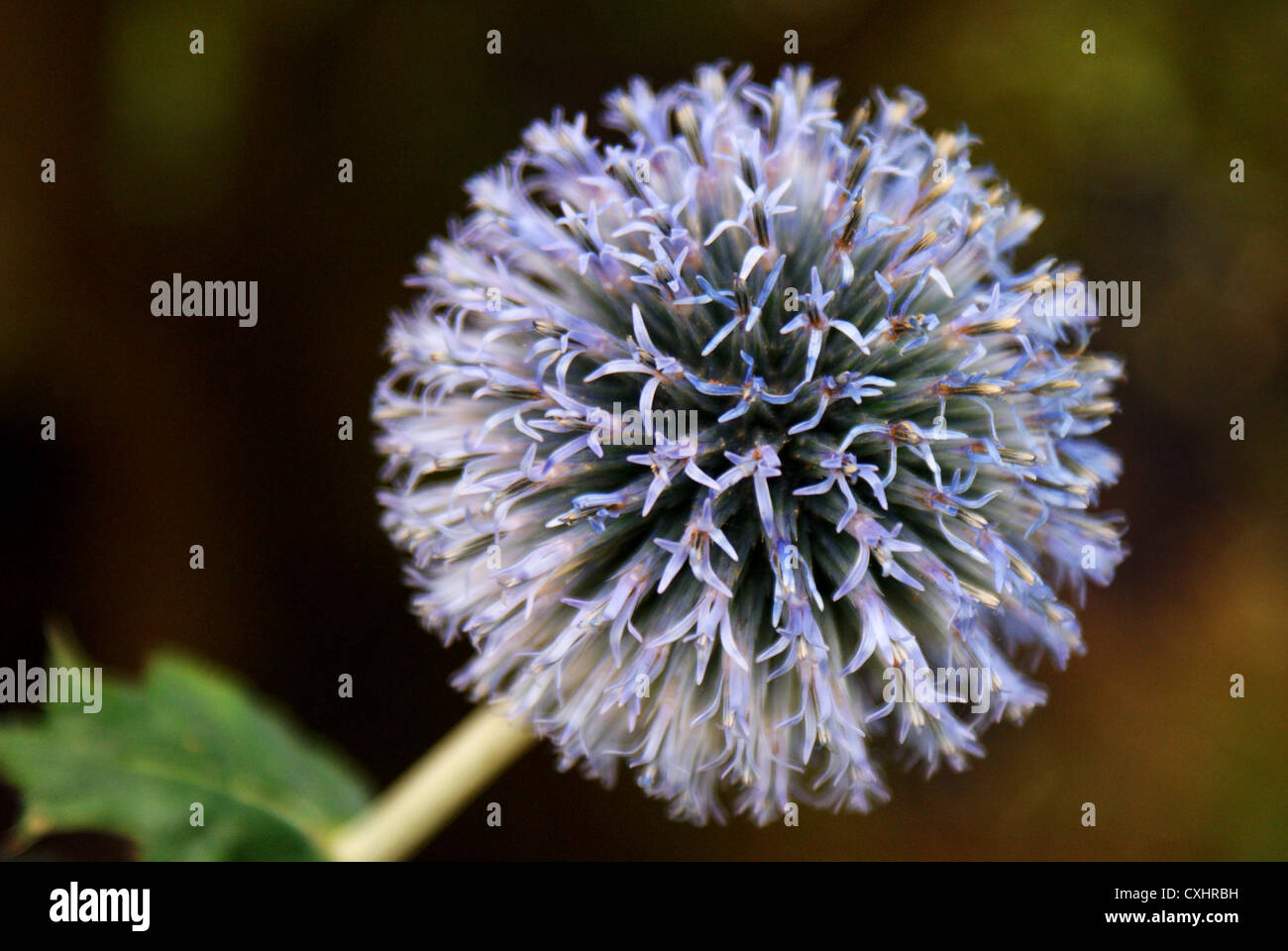 Alium Stock Photo - Alamy