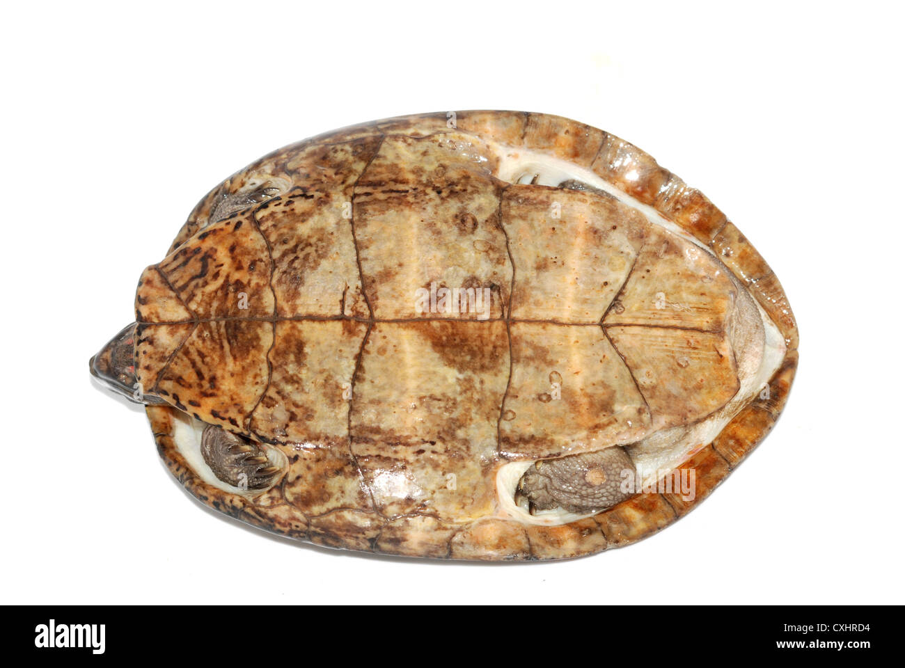 Four eyed turtle hi-res stock photography and images - Alamy