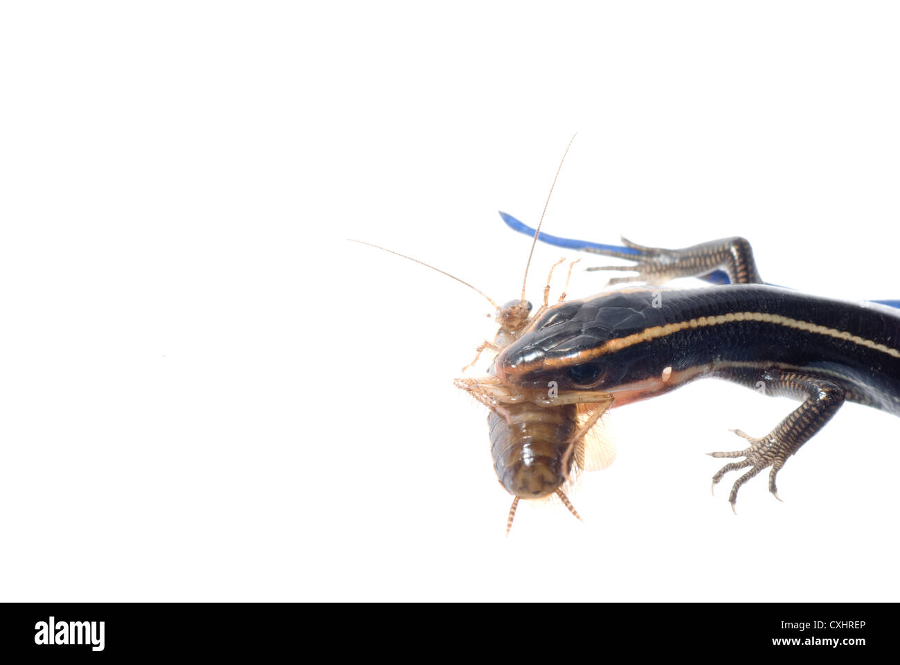 animal lizard eat roach Stock Photo - Alamy