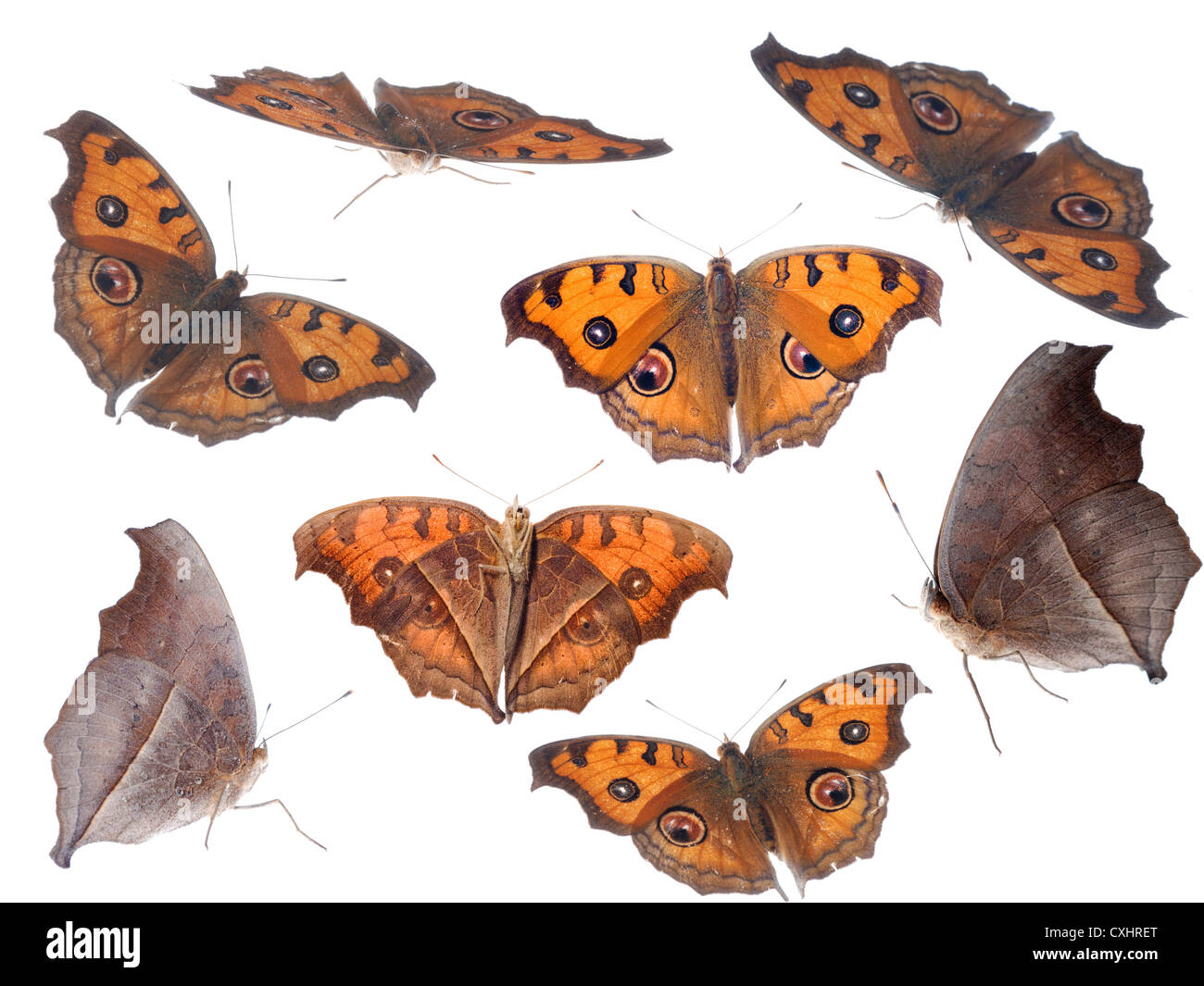butterfly set collection Stock Photo - Alamy