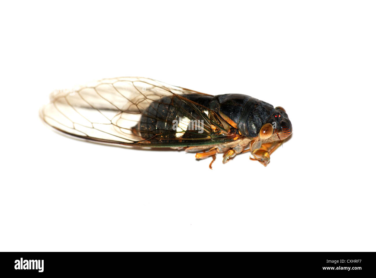 insect cicada isolated in white Stock Photo - Alamy