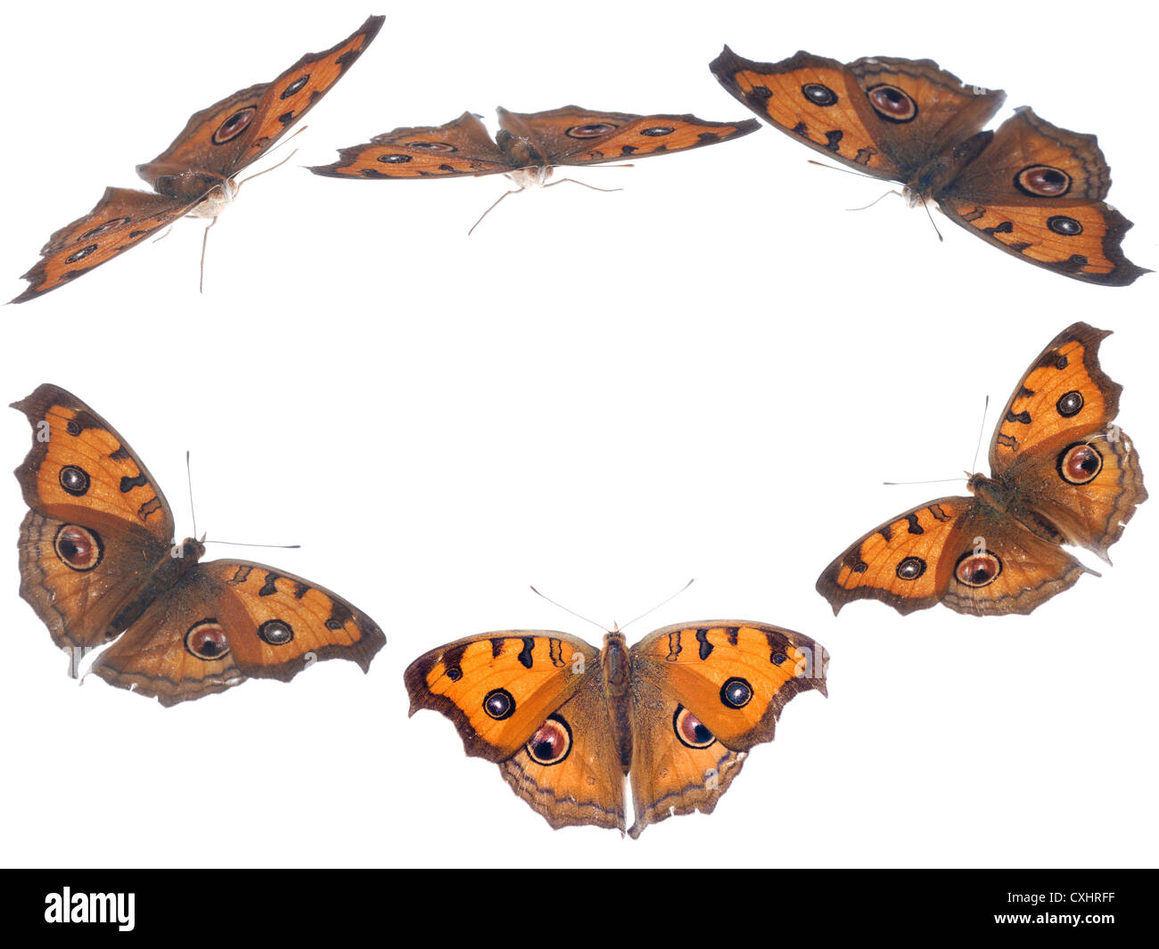 butterfly frame background Stock Photo - Alamy