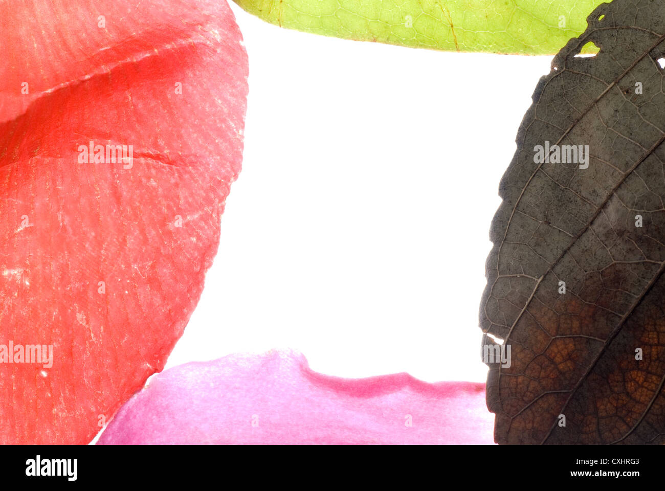 Nature leaf flower frame Stock Photo - Alamy