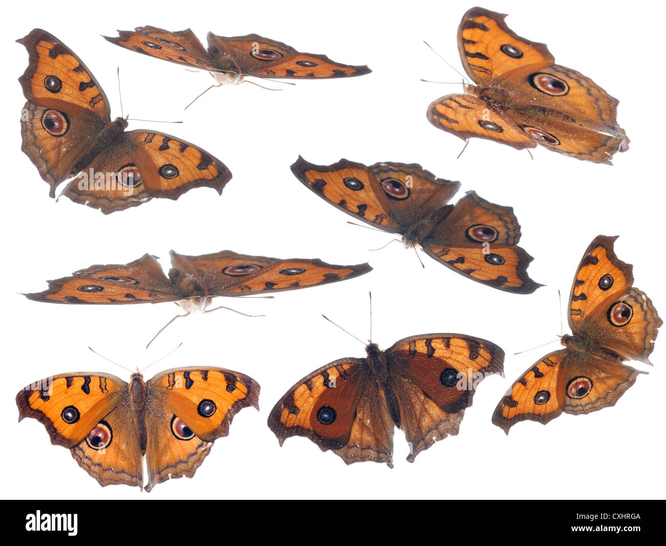 butterfly set collection Stock Photo - Alamy