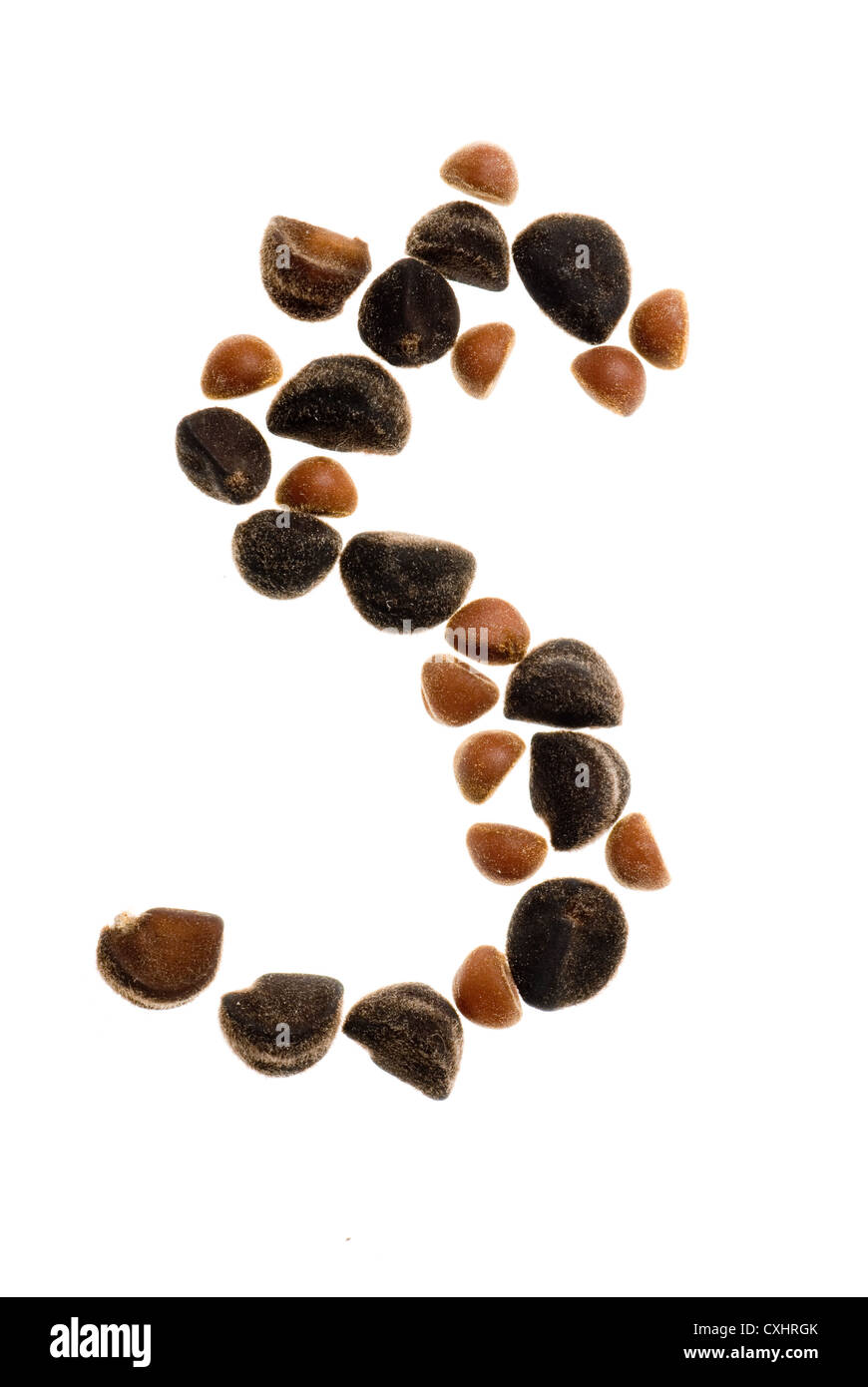 morning glory seed letter S Stock Photo - Alamy