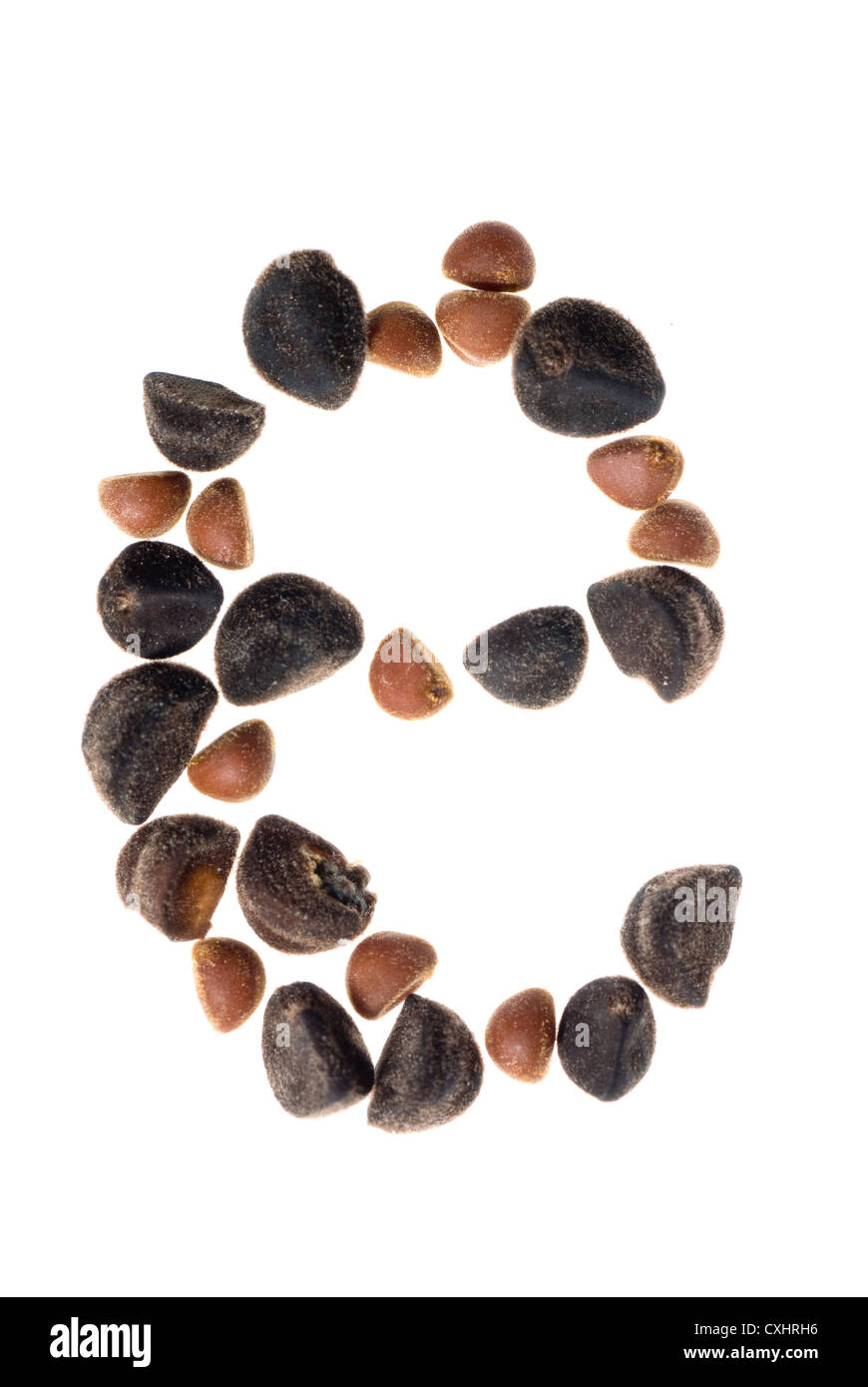 morning glory seed letter e Stock Photo - Alamy