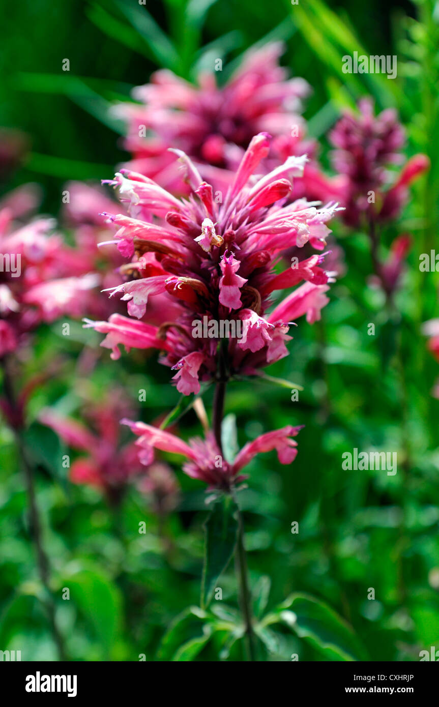agastache red fortune red flower flowers flowering spires perennials ...