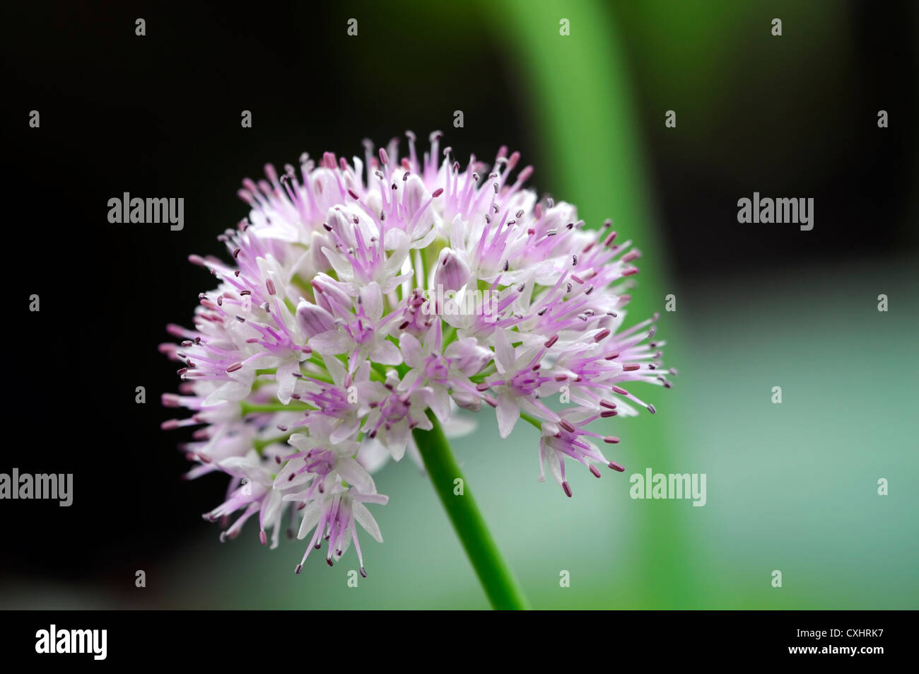 allium nutans blue chives july summer plant portraits pale pink flowers ...