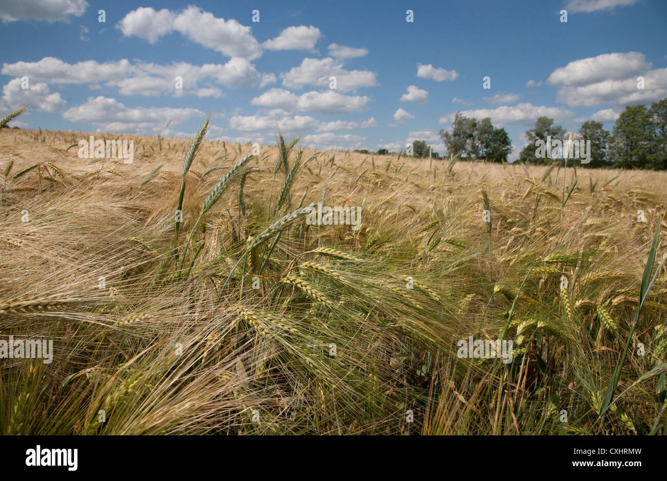 Uckermark germany hi-res stock photography and images - Alamy