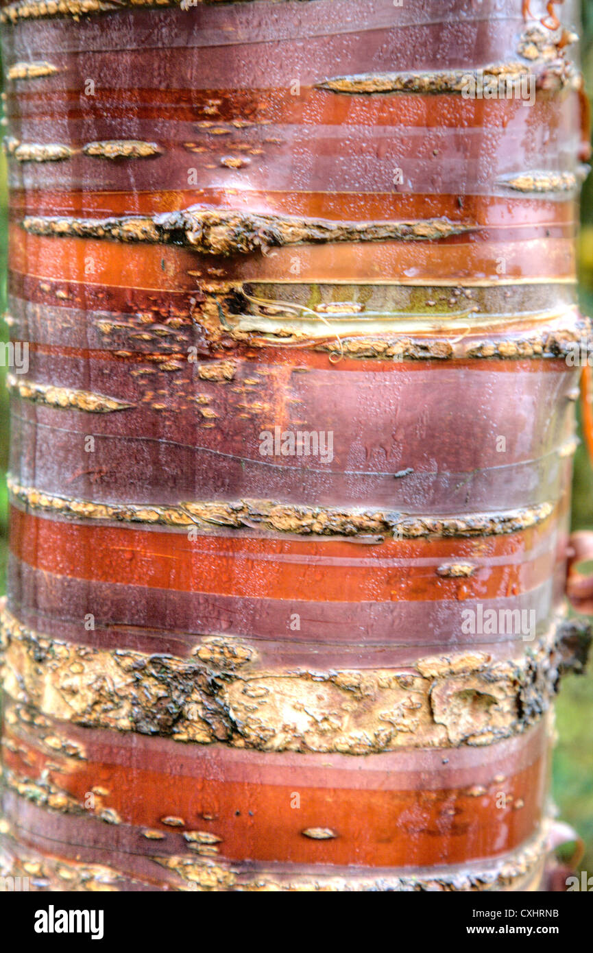 Copper birch tree hi-res stock photography and images - Alamy
