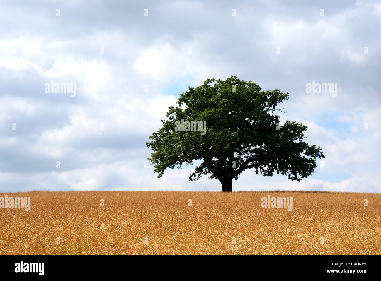 Hay tree hi-res stock photography and images - Alamy
