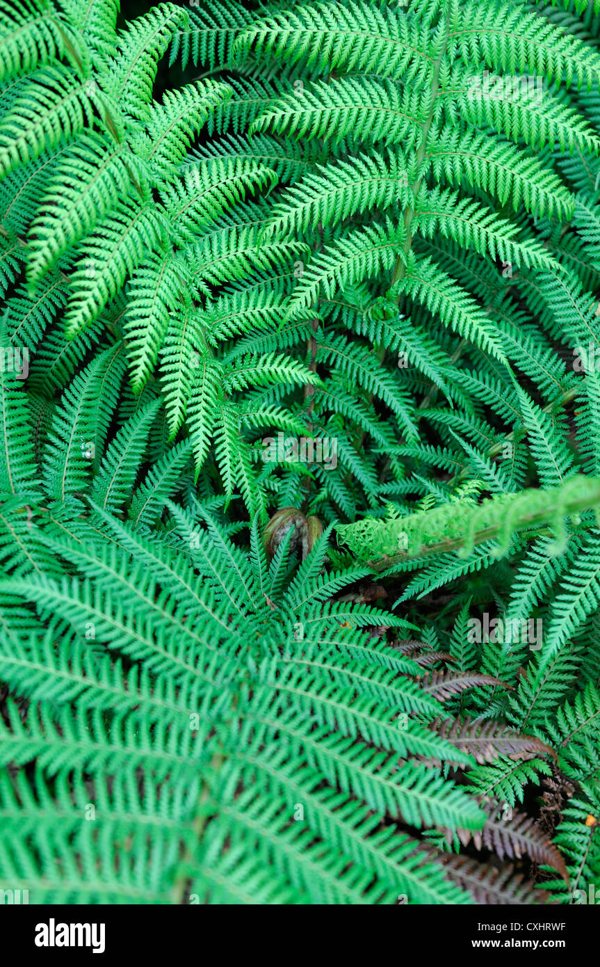 dicksonia antarctica tree fern foliage closeup summer trees foliage ...