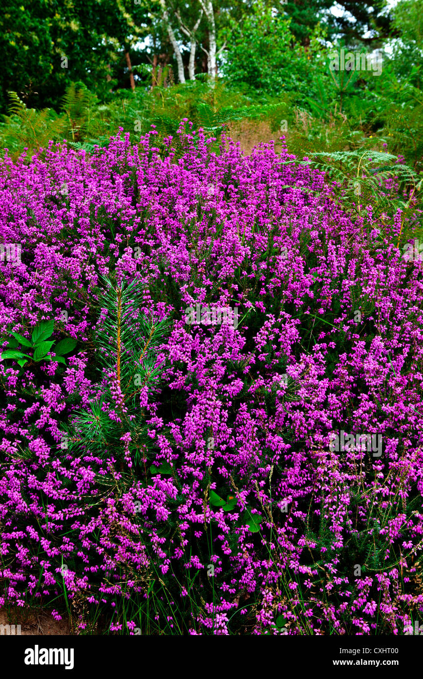 Heather in Bloom on the Finchampstead Ridges,Berkshire,England Stock ...