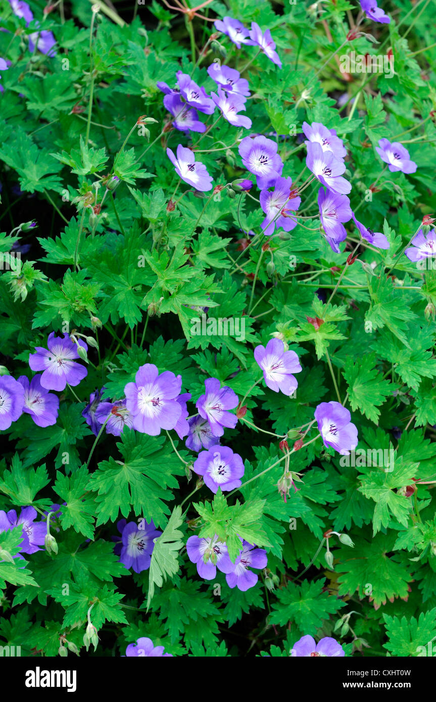 Geranium johnsons blue hi-res stock photography and images - Alamy
