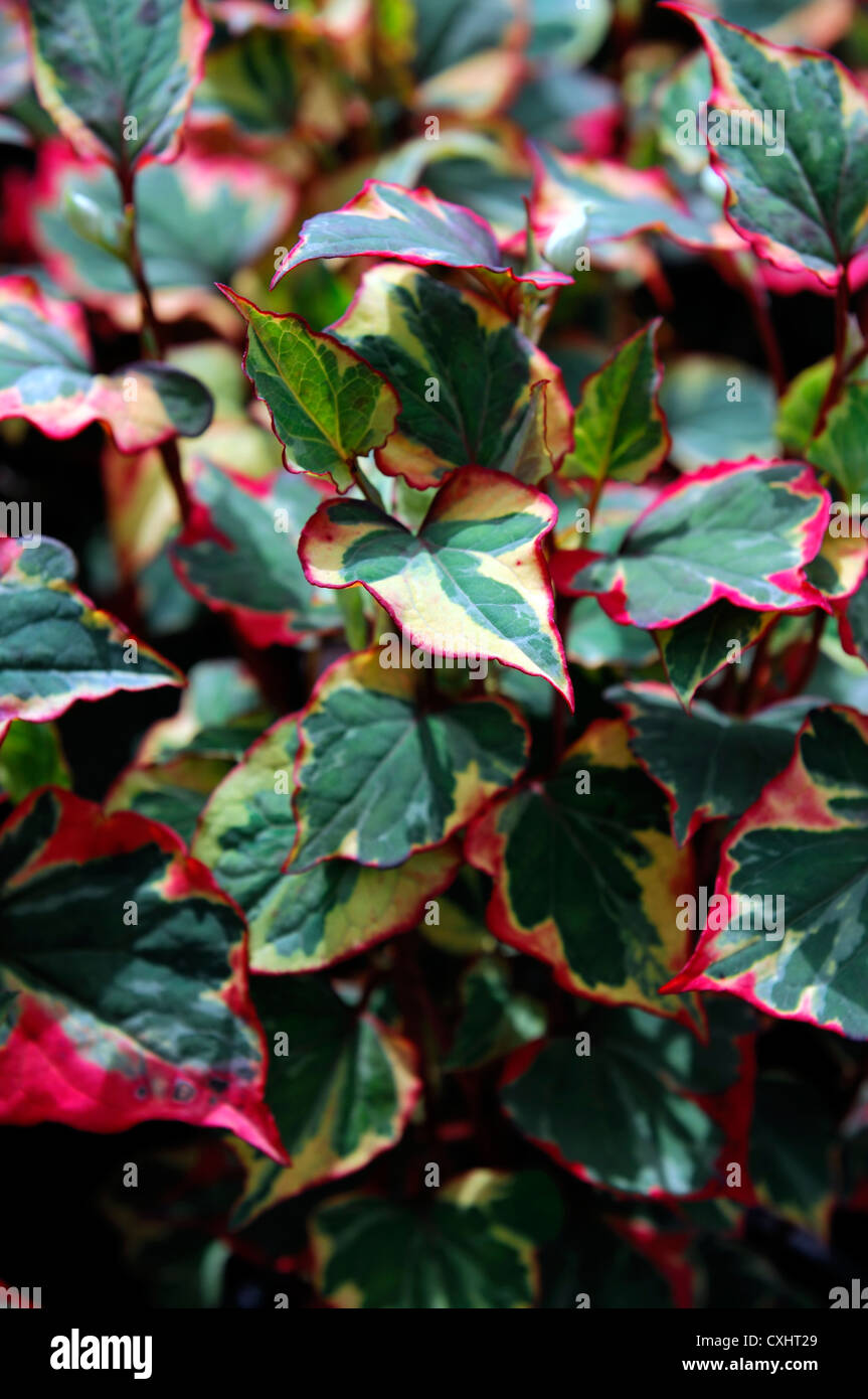 Houttuynia cordata ‘chameleon’ hi-res stock photography and images - Alamy