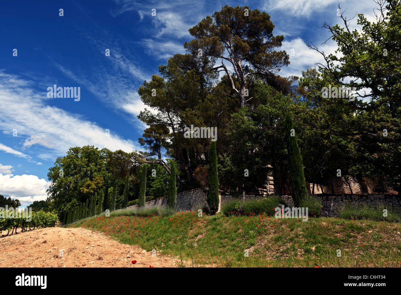 Cypress trees provence hi-res stock photography and images - Alamy