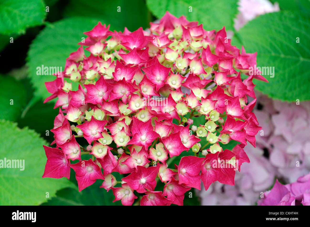 hydrangea macrophylla pink flowers mophead mopheaded deciduous shrubs ...