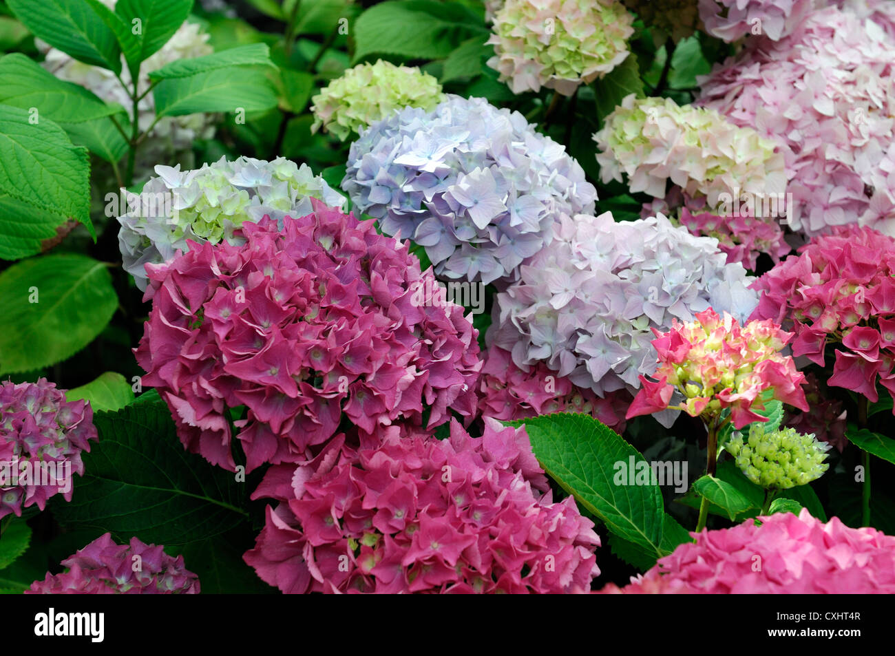 hydrangea macrophylla pink blue flowers mophead mopheaded deciduous ...