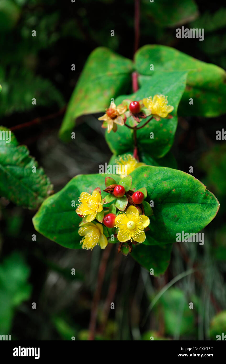 hypericum androsaemum tutsan flower fruits closeup plant portraits ...