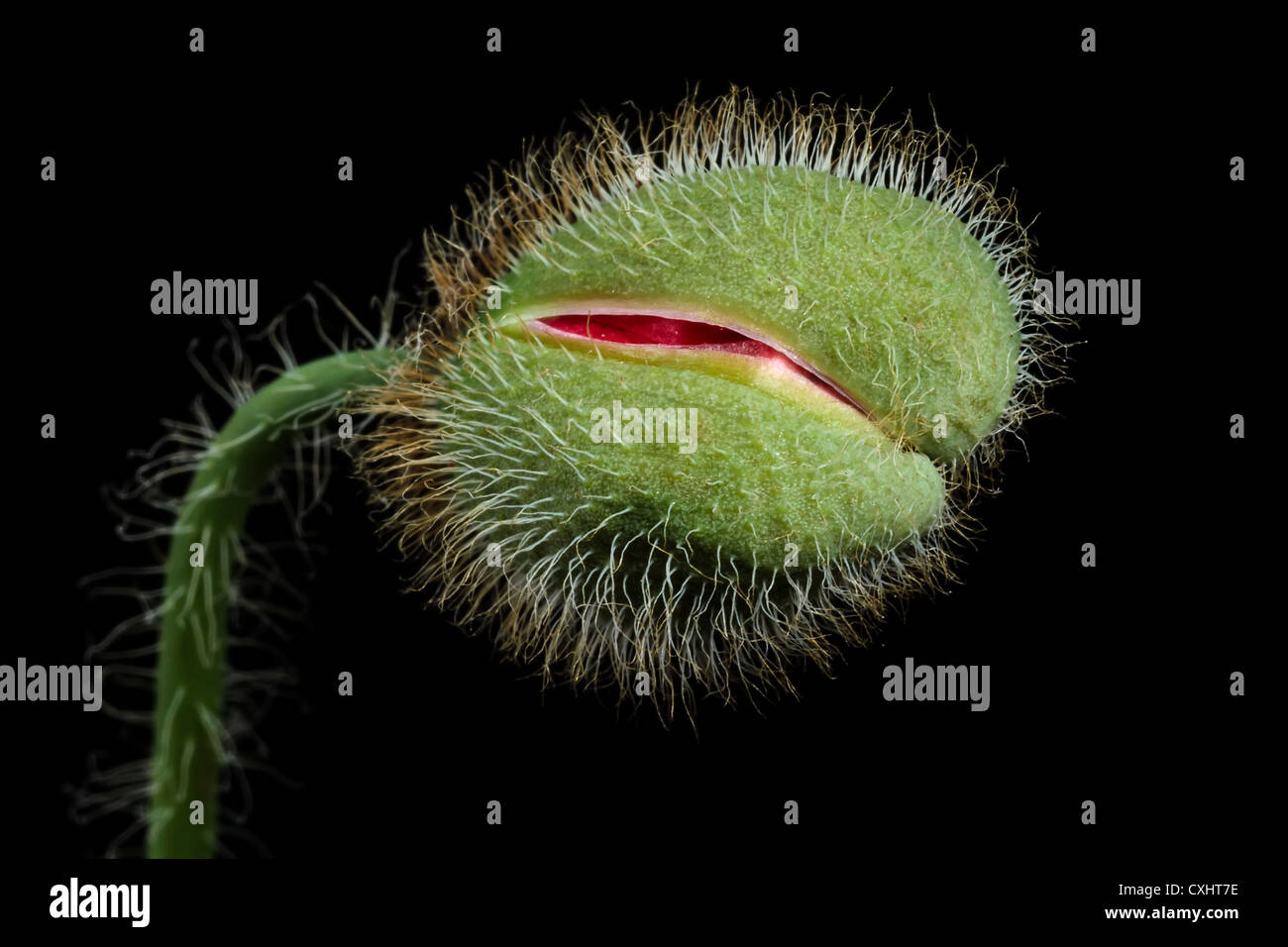 Icelandic Poppy Flower Buds - just starting to open Stock Photo - Alamy
