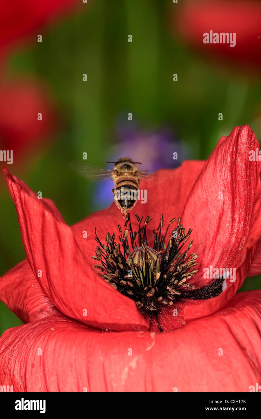 Poppy flower hi-res stock photography and images - Alamy