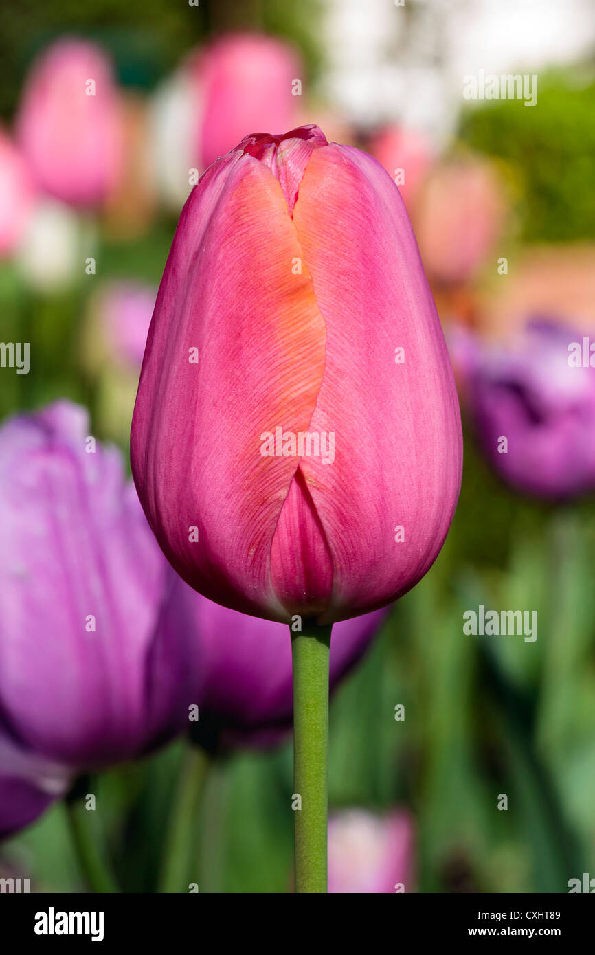 Tulip sign hi-res stock photography and images - Alamy