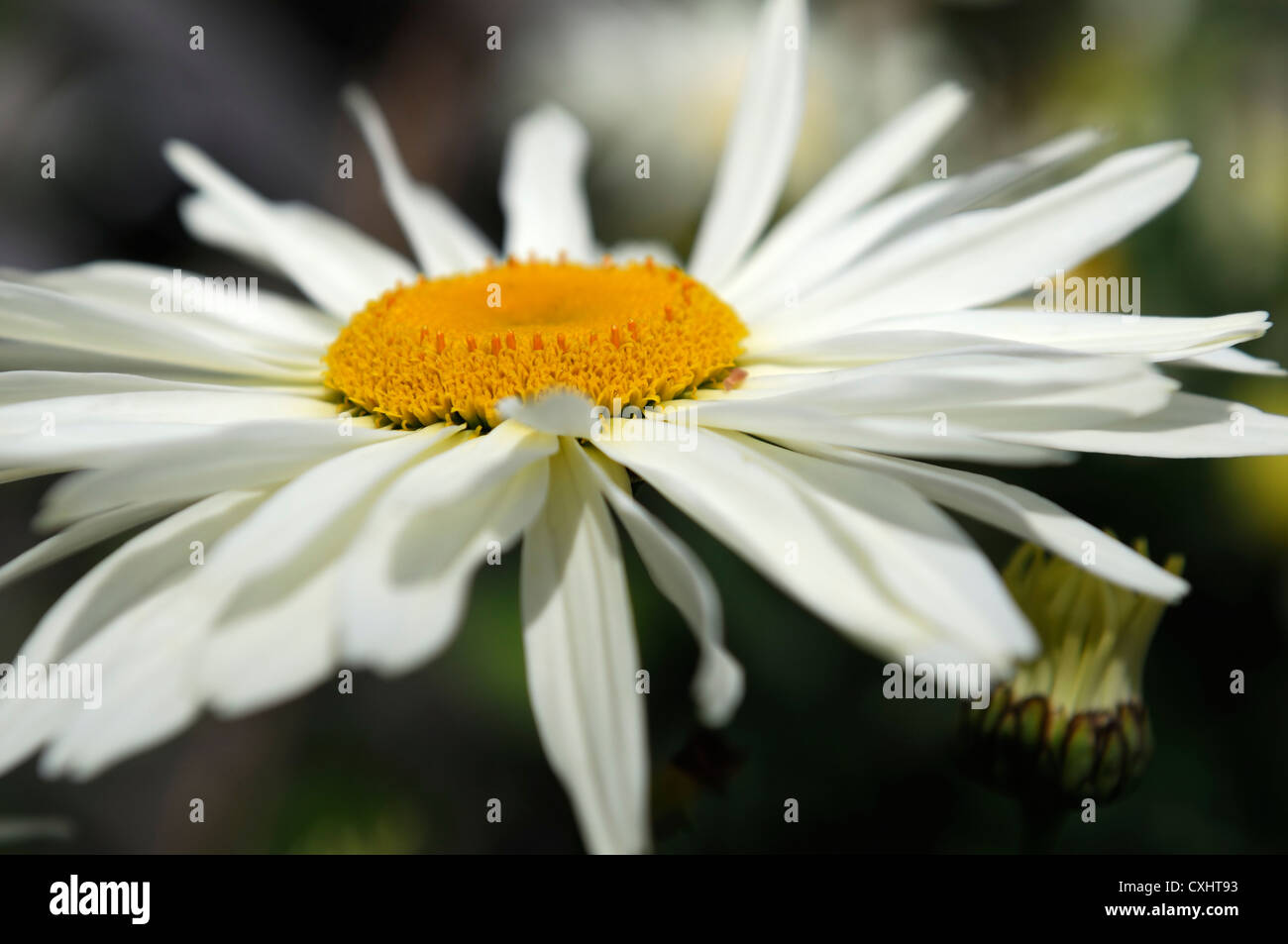 leucanthemum broadway lights shasta daisy daisies one single closeup ...