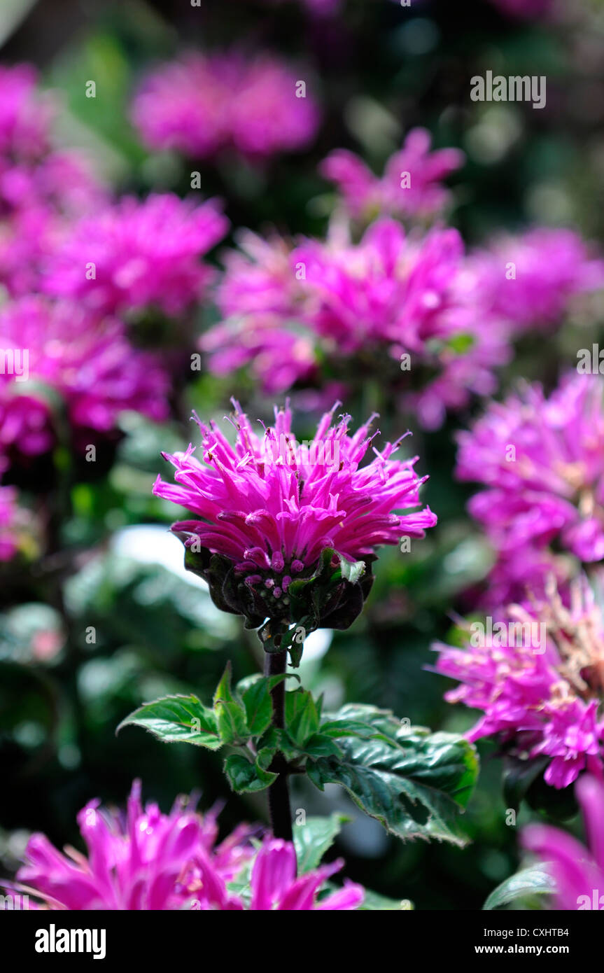 Monarda didyma hi-res stock photography and images - Alamy