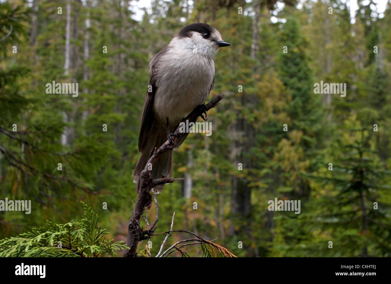 Perisoreus canadensis hi-res stock photography and images - Alamy