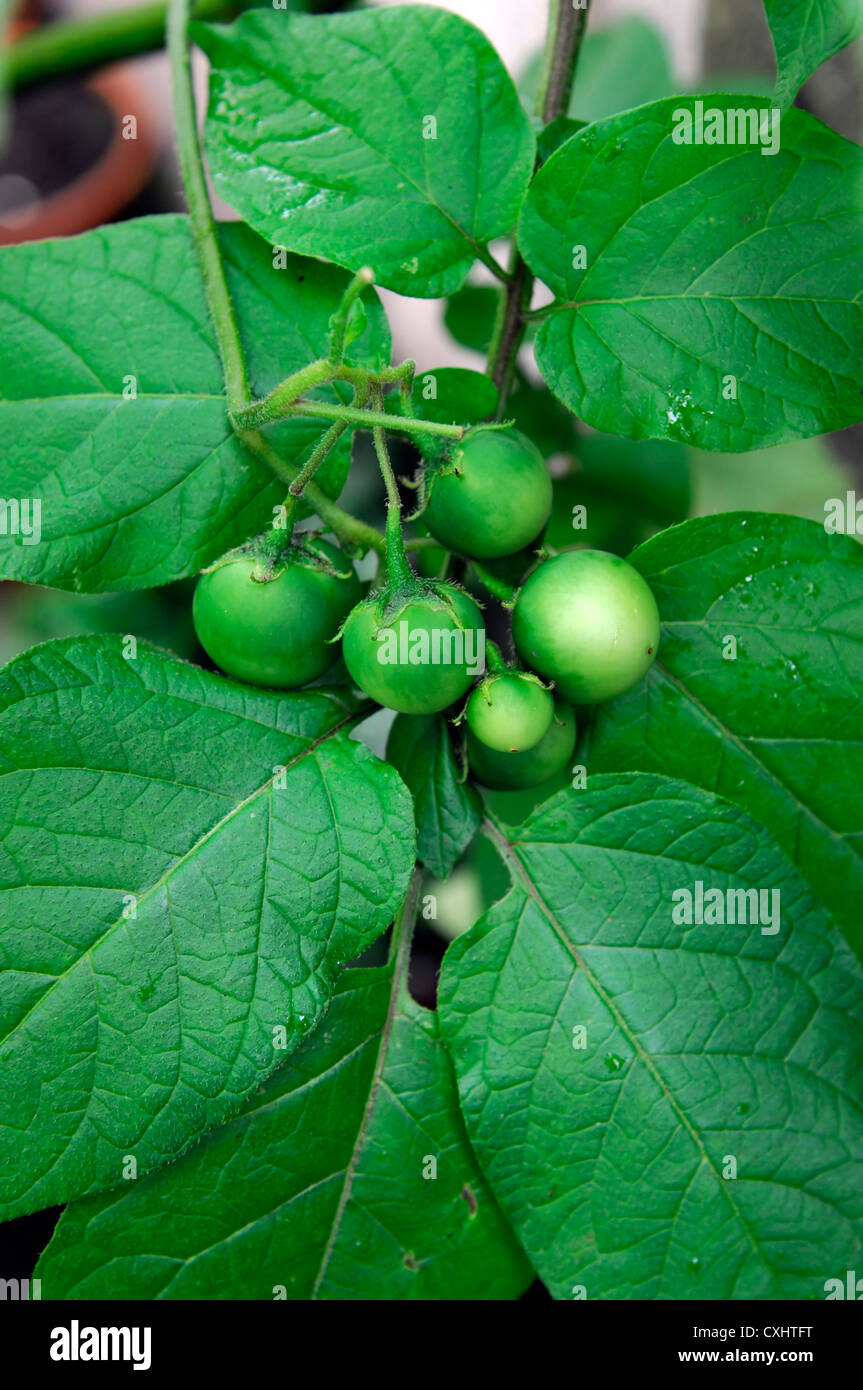 aerial potato potatoes tuber tubers symptom indicate indicative ...