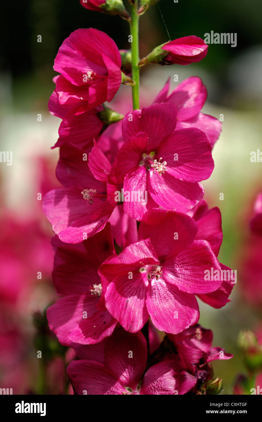 Sidalcea oregana Brilliant Prairie Mallow checker pink flower ...