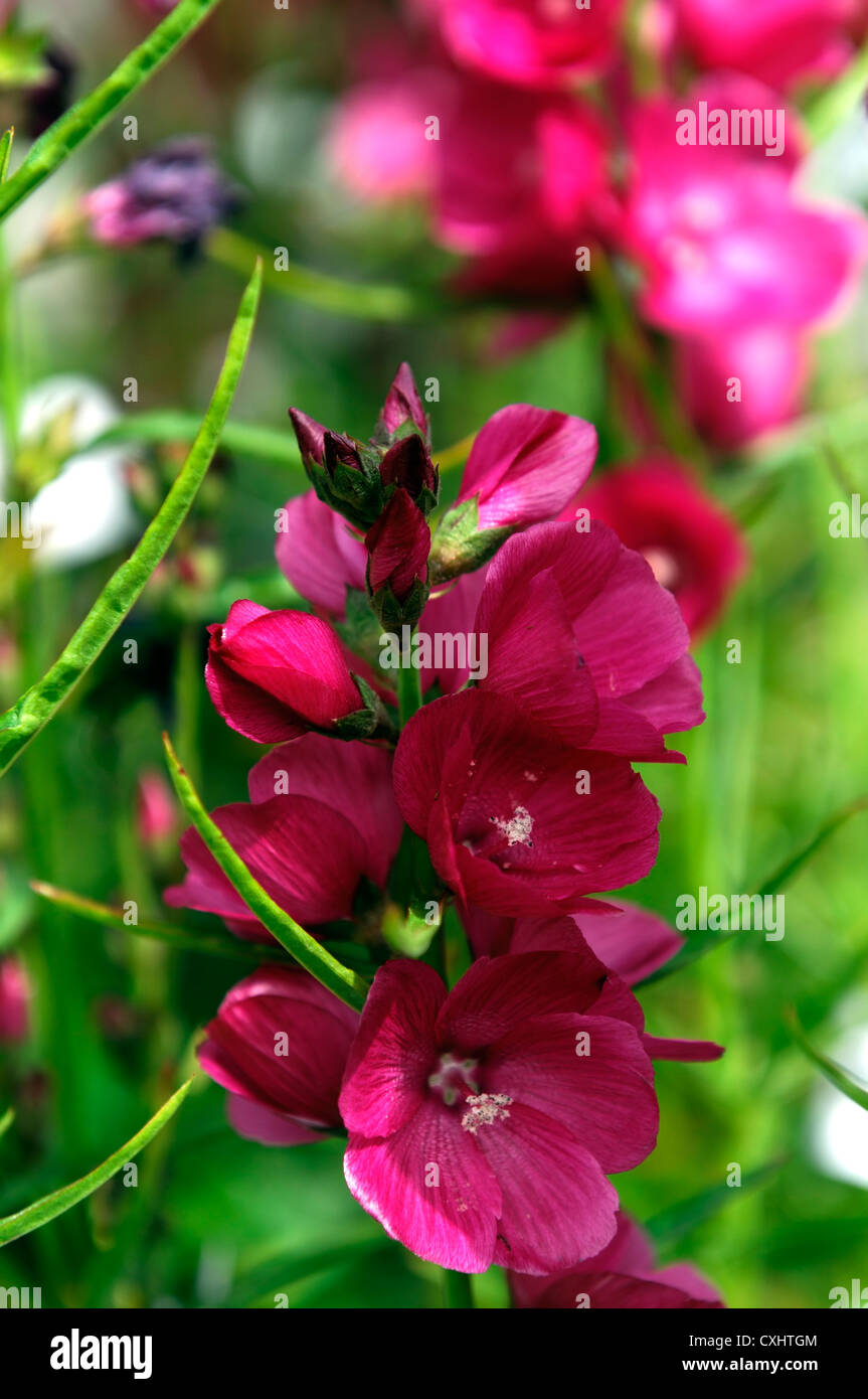 Sidalcea oregana Brilliant Prairie Mallow checker pink flower ...