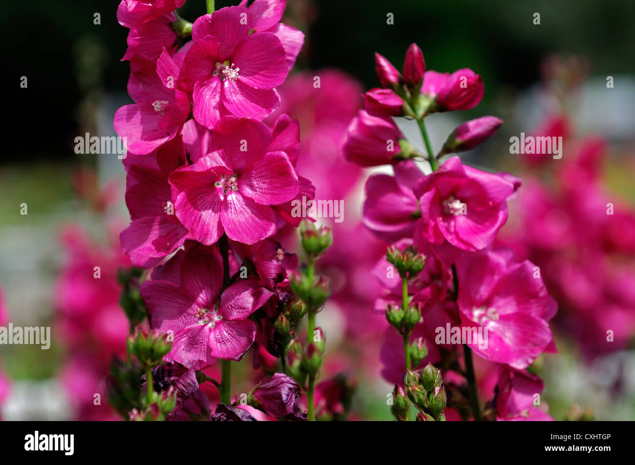 Sidalcea oregana Brilliant Prairie Mallow checker pink flower ...