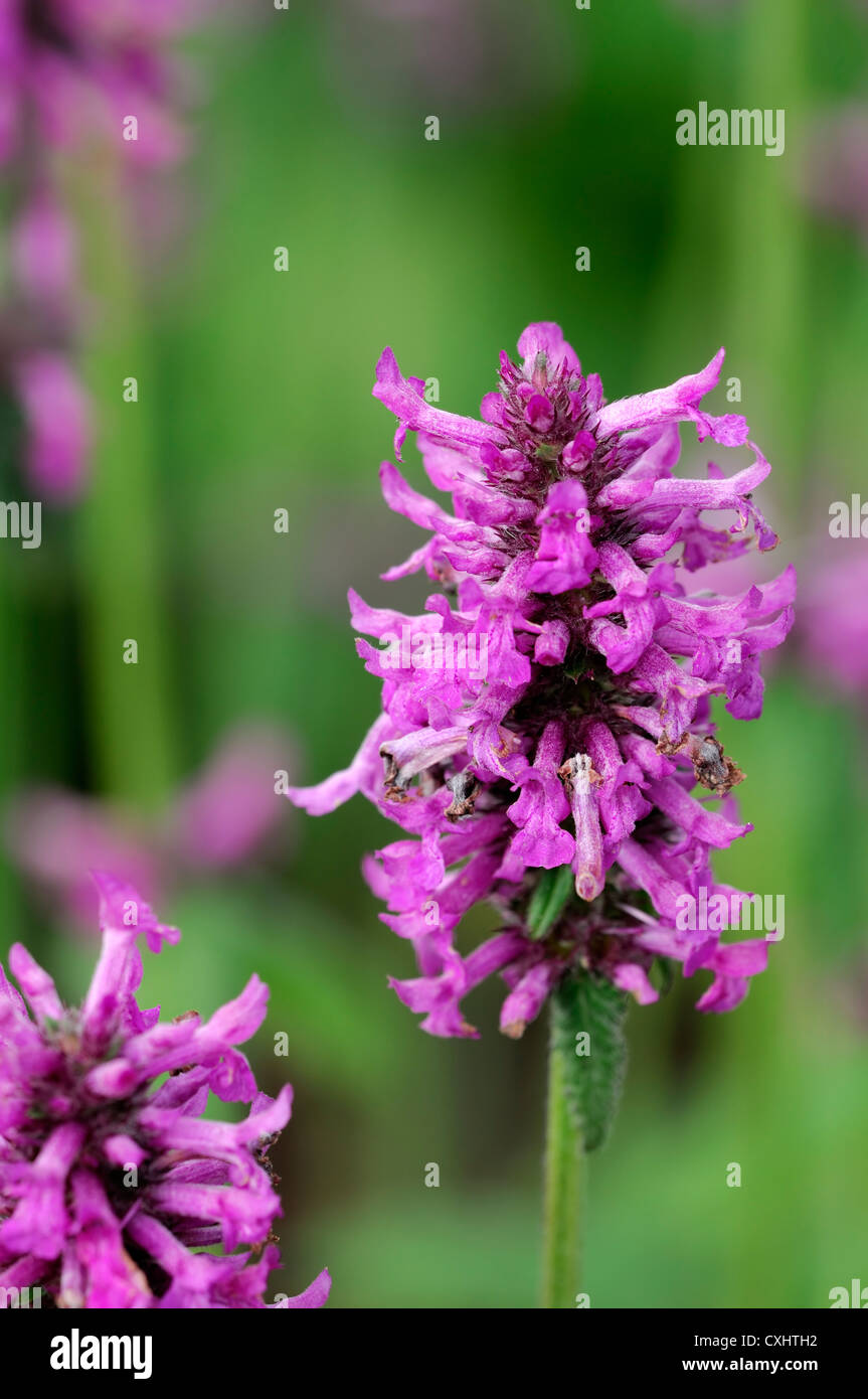 stachys spicata var rosea Big Betony Rosea purple pink herbaceous ...