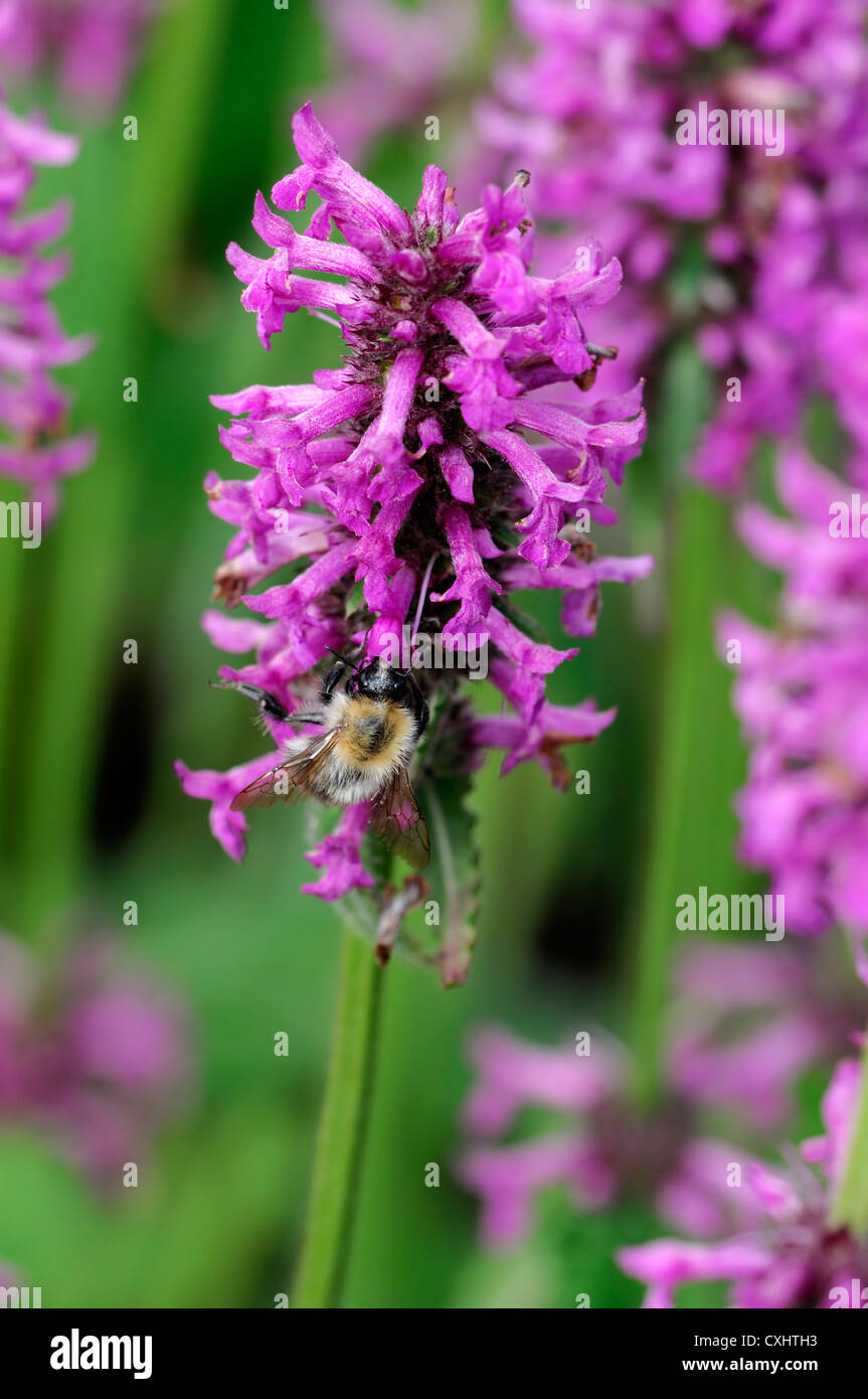stachys spicata var rosea Big Betony Rosea purple pink herbaceous ...