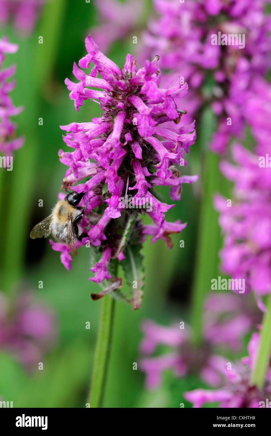 stachys spicata var rosea Big Betony Rosea purple pink herbaceous ...