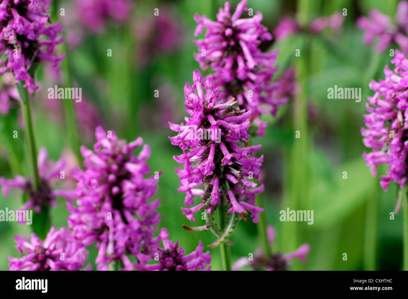 stachys spicata var rosea Big Betony Rosea purple pink herbaceous ...